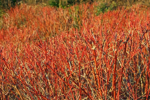 Cornus sericea (Red Osier Dogwood) | Flowerstone Farm & Nursery